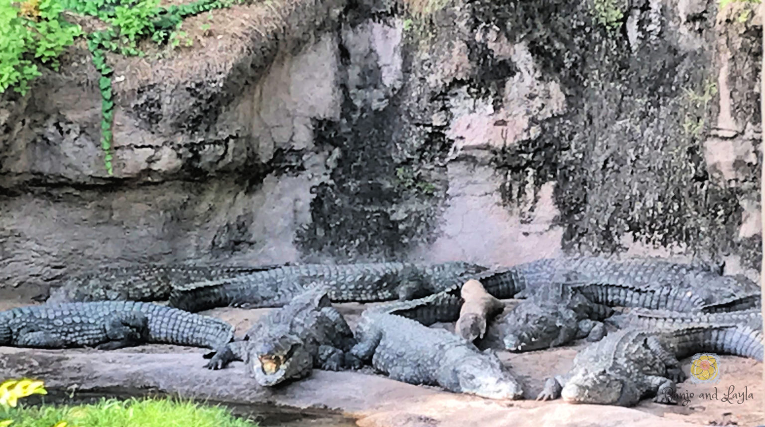 Disney's Animal Kingdom