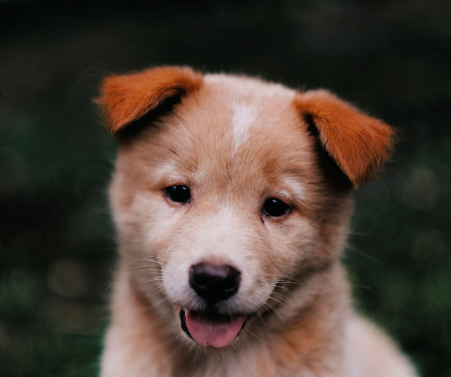 Celebrate National Puppy Day Any Day!
